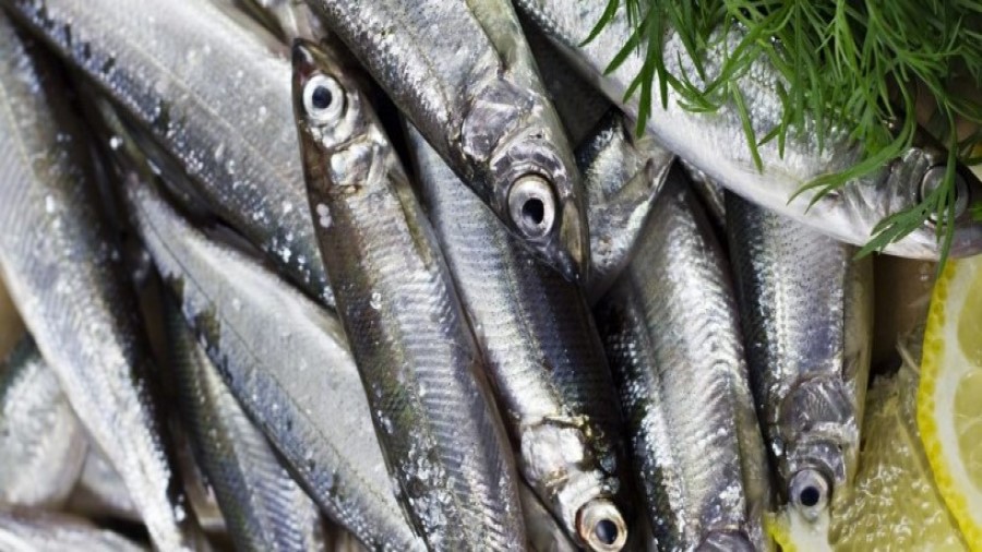 Disfruta de los beneficios de la anchoveta en siete deliciosos platos ...