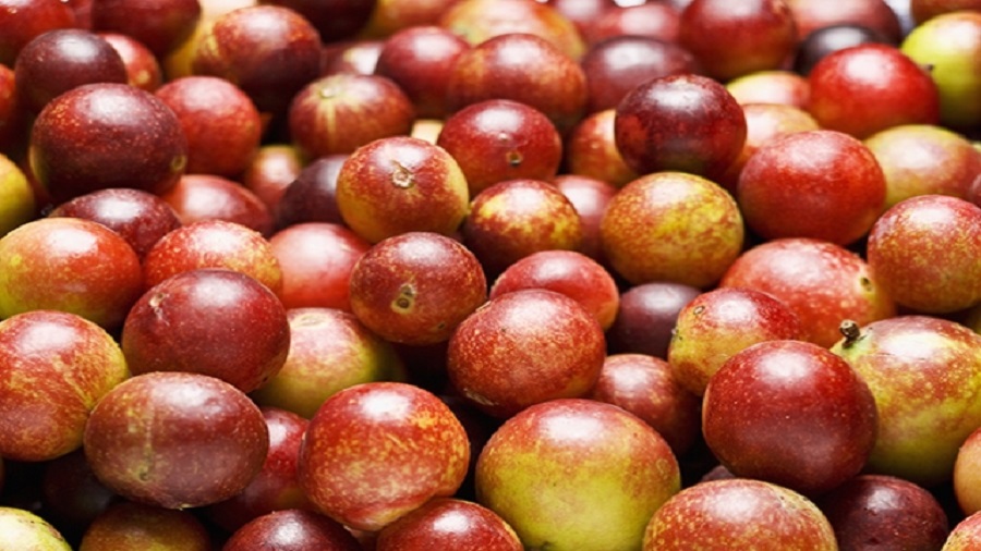 Camu camu: una fruta que no puede faltar en tu alimentación | TVPerú