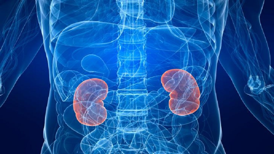 Cáncer de riñón: ¿cuáles son sus factores de riesgo? | TVPerú