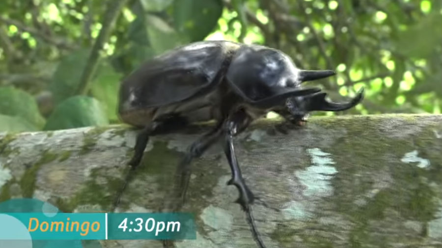 Bajo Urubamba IV: La importancia y diversidad de los insectos | TVPerú