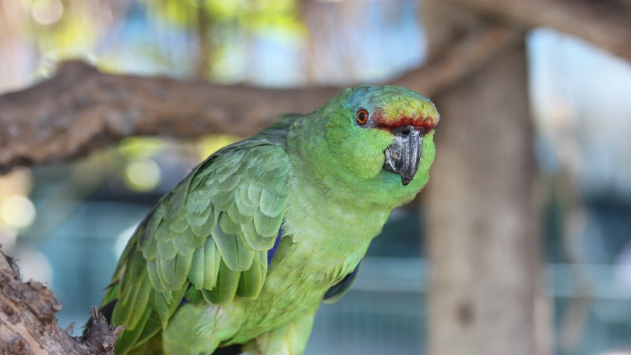 Parque de las Leyendas celebra el Día Mundial del Loro | TVPerú