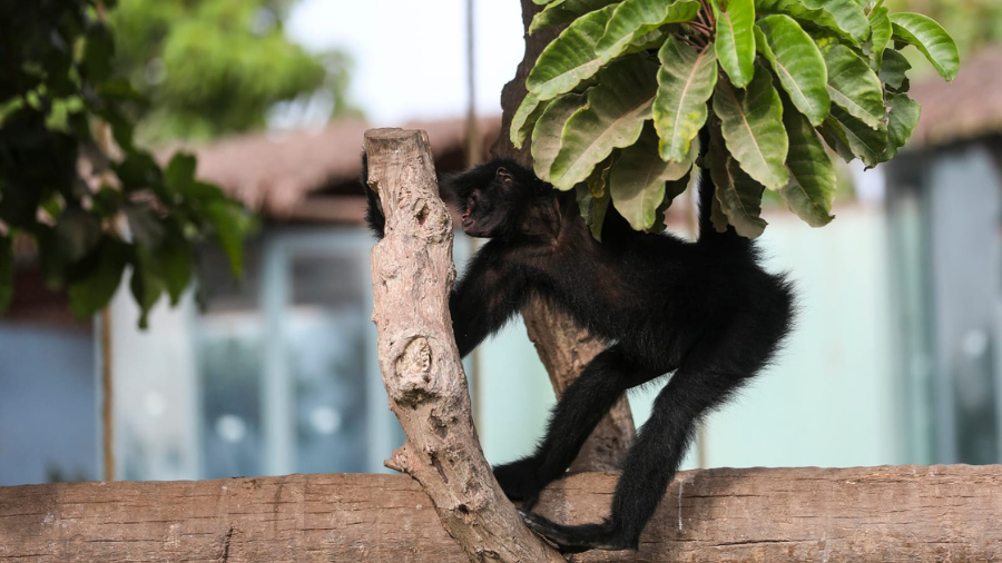 Conoce las actividades por el aniversario del Parque de las Leyendas | TVPerú