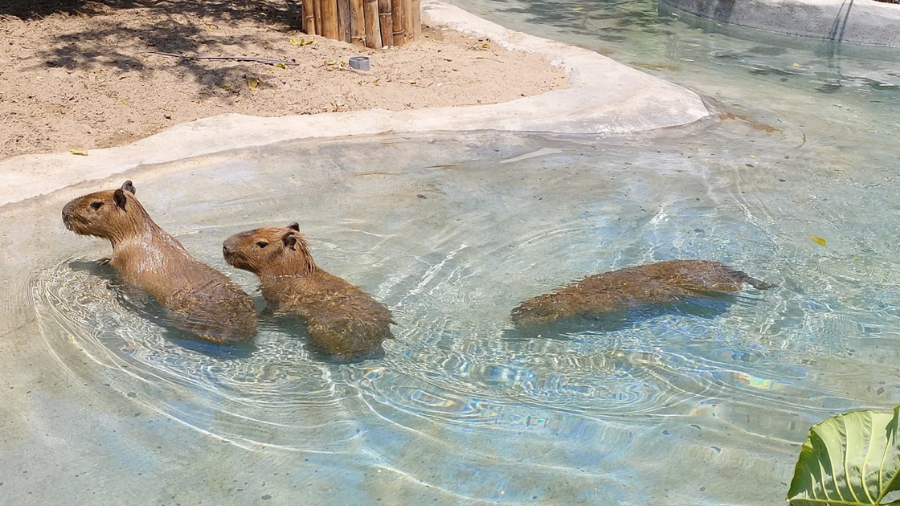 Parque de las Leyendas presenta grupo de ronsocos | TVPerú
