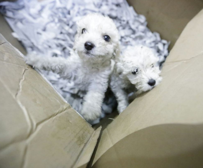 Perritos rescatados del Cercado de Lima serán puestos en adopción | TVPerú
