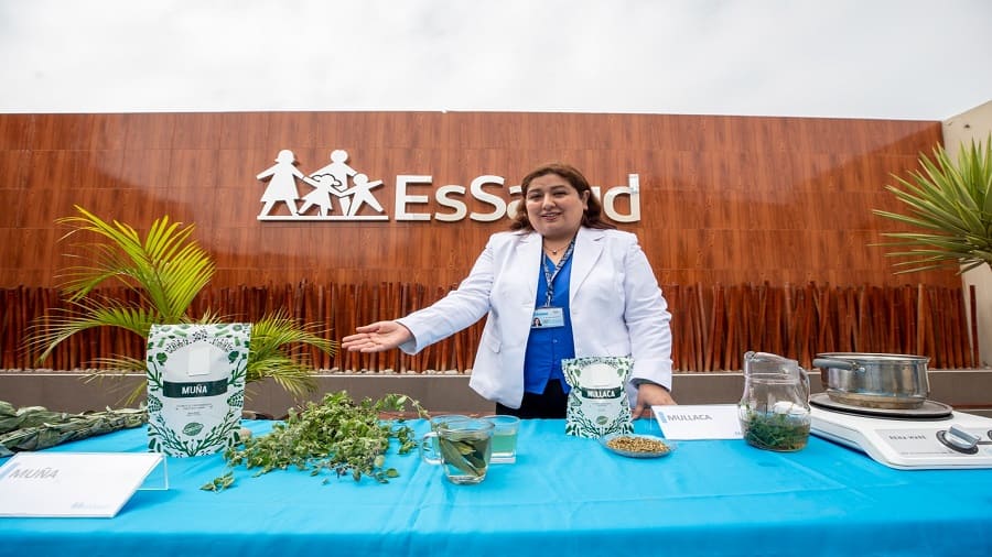 Consumo de eucalipto, muña y mullaca puede ayudan a mejorar ...