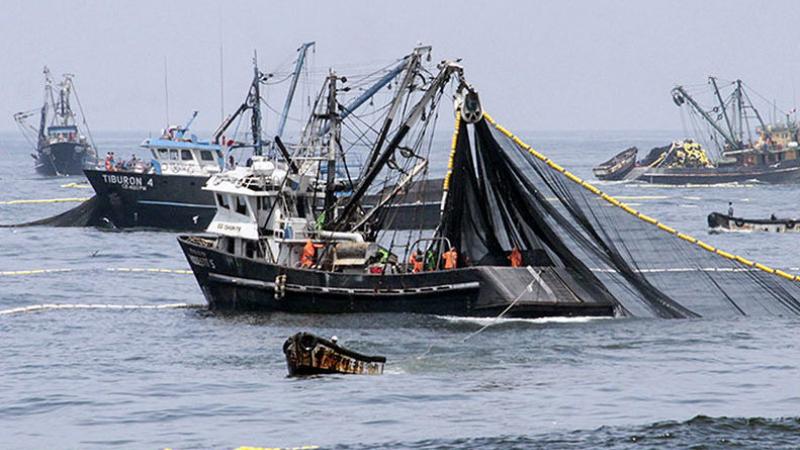 Segunda Temporada De Pesca De Anchoveta Inicia Hoy Tvperú