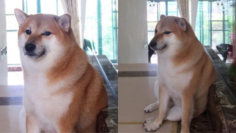 Murió 'Cheems', el perrito más viral de Internet | TVPerú