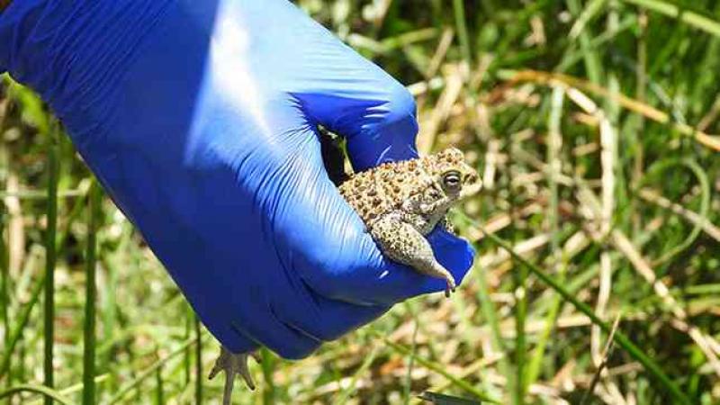 Huancayo: rescatan sapos andinos que iban a ser preparados en jugos ...