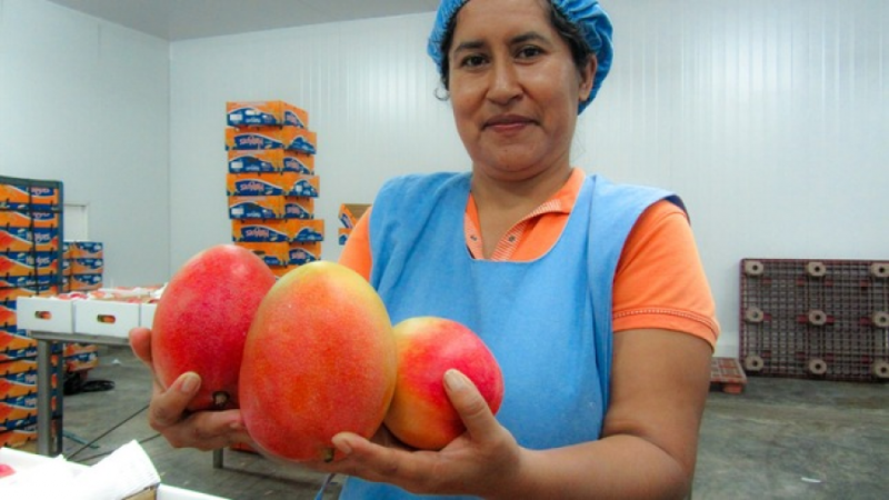 Perú logró exportar más de 240 mil toneladas de mango en la temporada ...