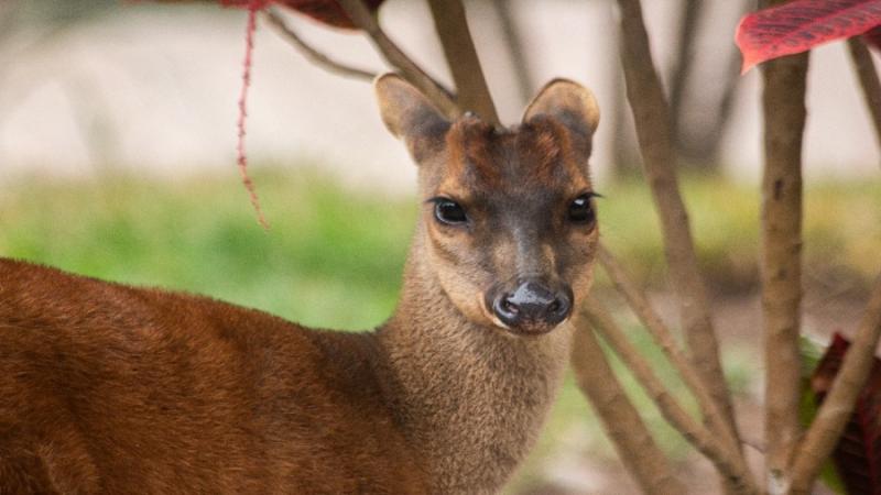 Conoce al venado rojo en el Parque de las Leyendas | TVPerú