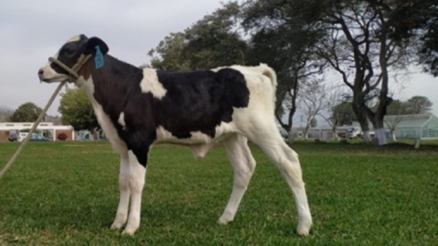 INIA logra nacimiento de nueva ternera F1 con alta calidad genética ...